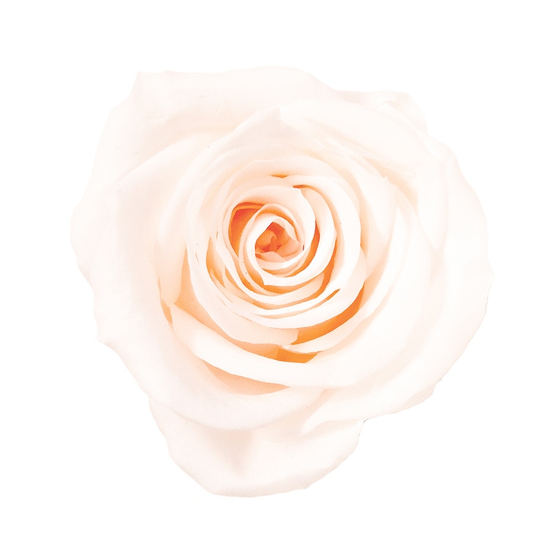 大地農園 プリザーブドローズ いずみ 03480-021 ホワイトシャンパン 1箱（ご注文単位1箱）【直送品】 包装用品・店舗用品の通販 シモジマ