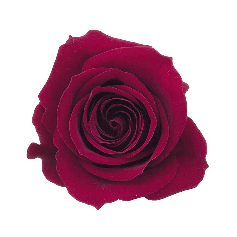 大地農園 プリザーブドローズ いずみ 03480-471 ワインレッド 1箱（ご注文単位1箱）【直送品】 包装用品・店舗用品の通販 シモジマ