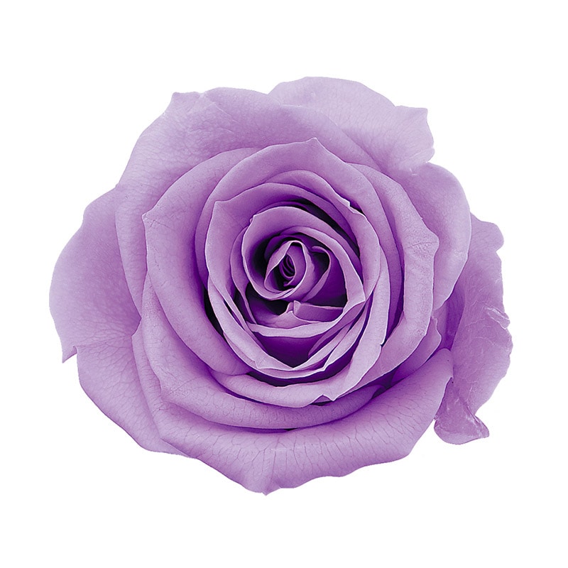 大地農園 プリザーブドローズ いずみ 03480-451 スウィートライラック 1箱（ご注文単位1箱）【直送品】 包装用品・店舗用品の通販 シモジマ