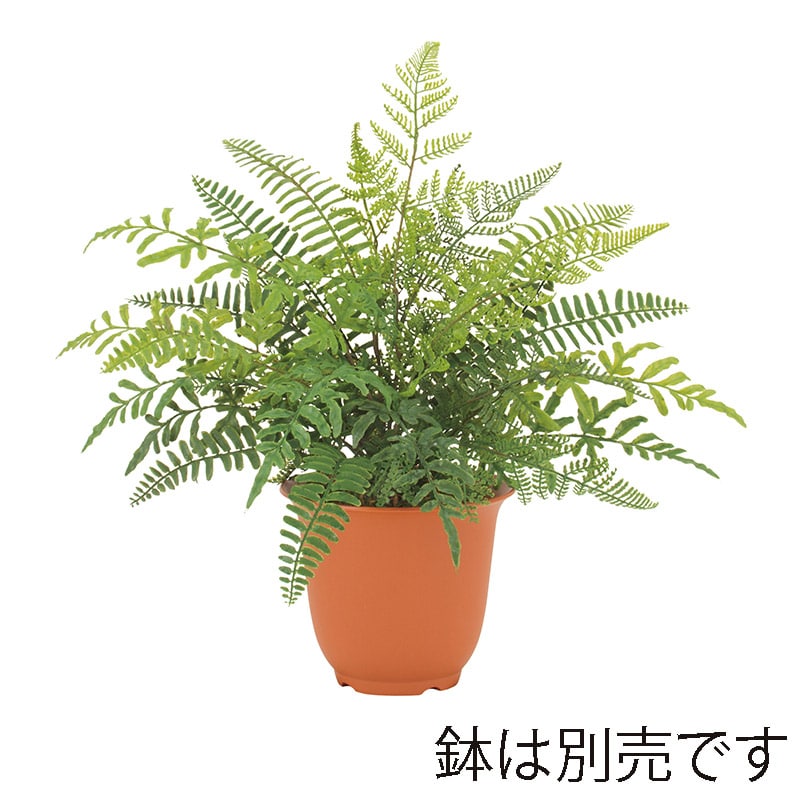 ドガ ミックスファーンブッシュ LEB-8338 1本（ご注文単位1本）【直送品】 包装用品・店舗用品の通販 シモジマ